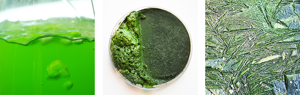 INDUSTRY BY NATURE / algae – studio Karlijn Sibbel